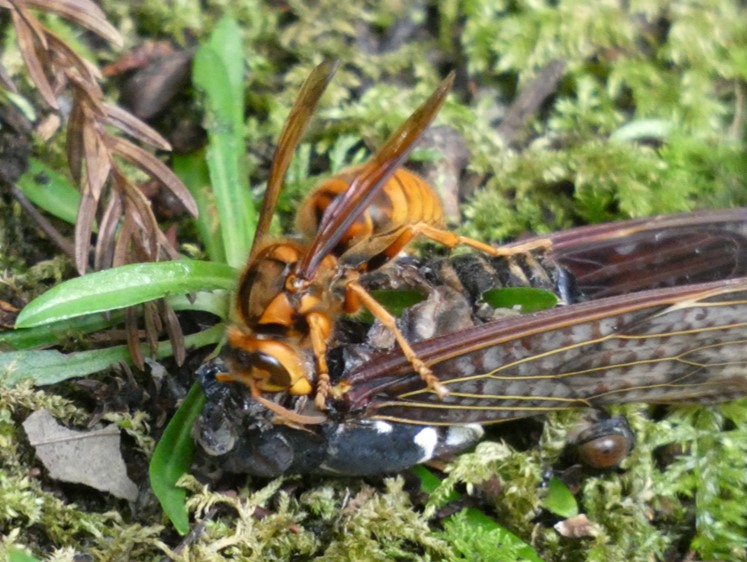 キイロスズメバチ（黄色雀蜂）の図鑑 | いきもの全力図鑑