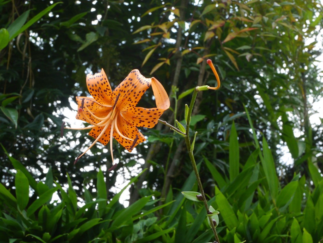 オニユリ（鬼百合）の図鑑 | いきもの全力図鑑