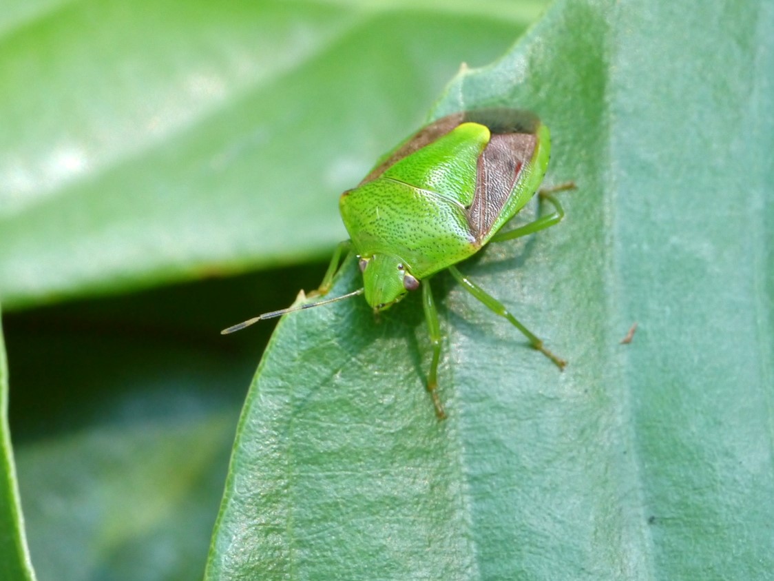チャバネアオカメムシ（茶翅青亀虫）の図鑑 | いきものの図鑑 The Encyclopedia of Nature & Species ...