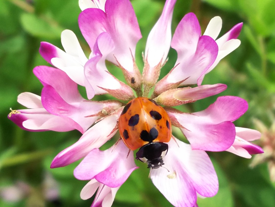 昆虫綱甲虫目テントウムシ科の昆虫図鑑 | いきもの全力図鑑