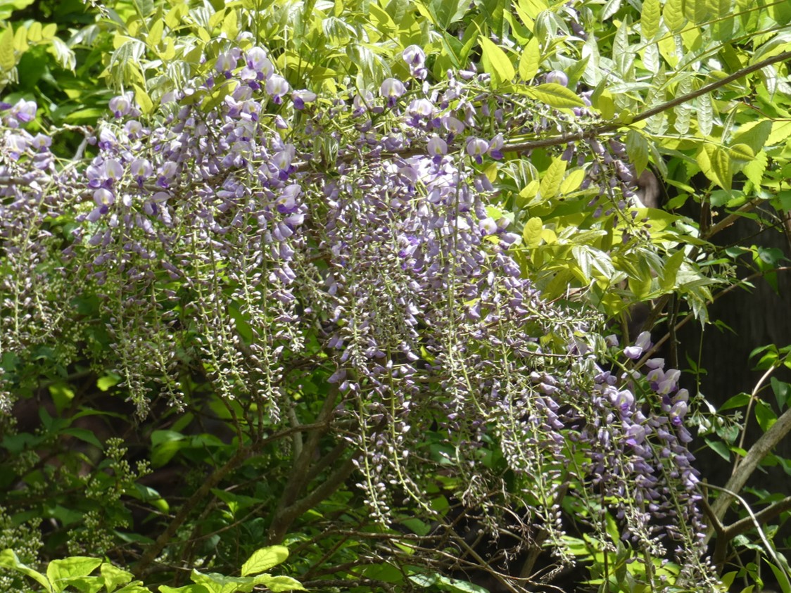 双子葉類 マメ目の植物図鑑 | いきもの全力図鑑