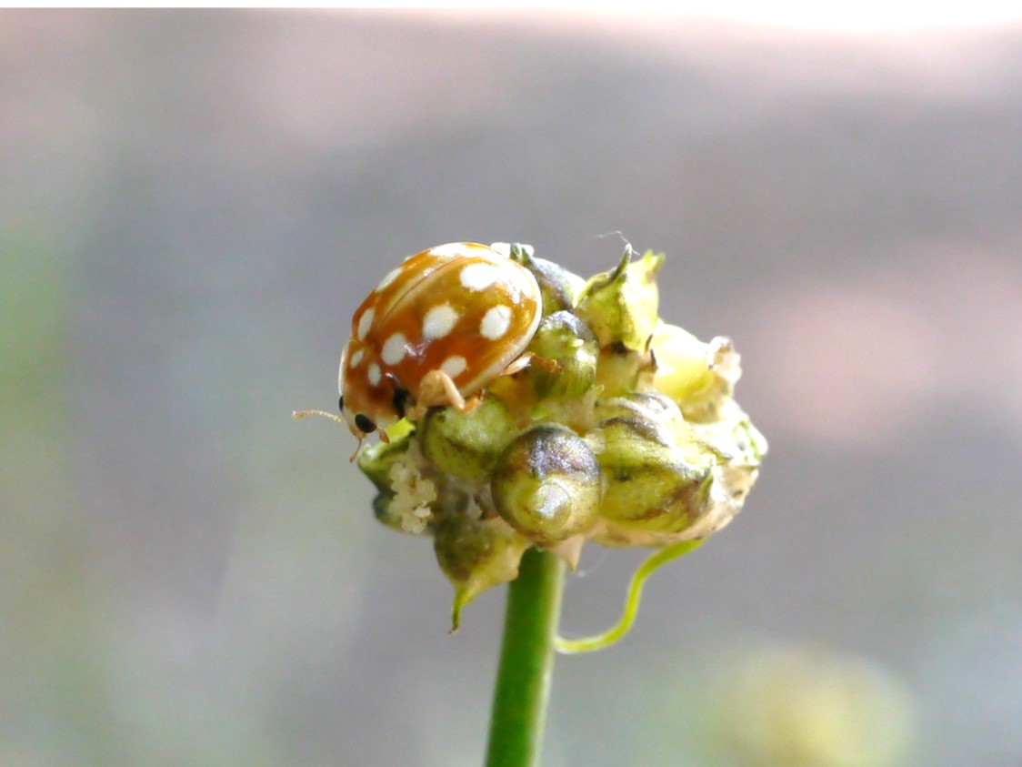 ムーアシロホシテントウ（むーあ白星天道）の図鑑 | いきもの全力図鑑