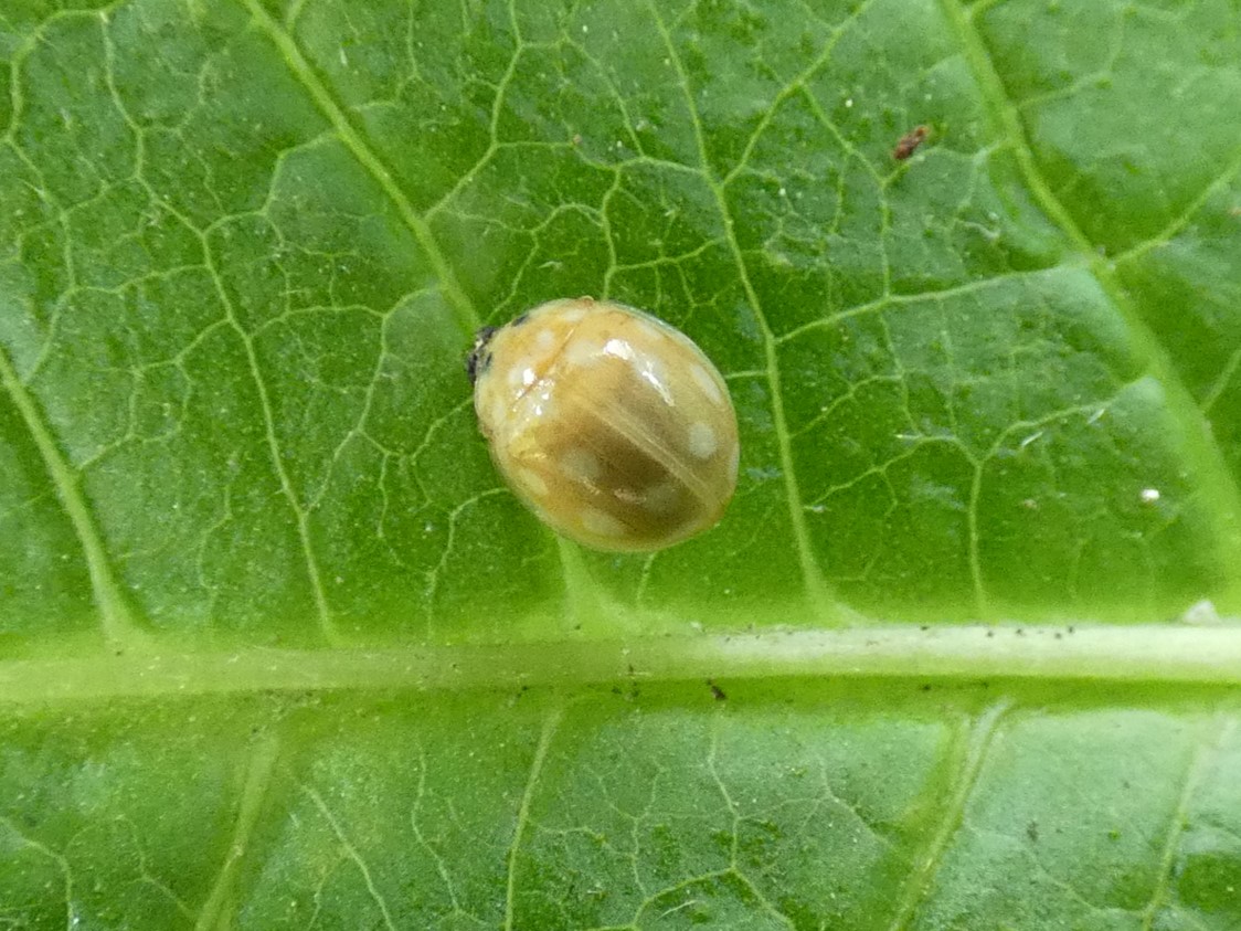 ムーアシロホシテントウ（むーあ白星天道）の図鑑 | いきもの全力図鑑