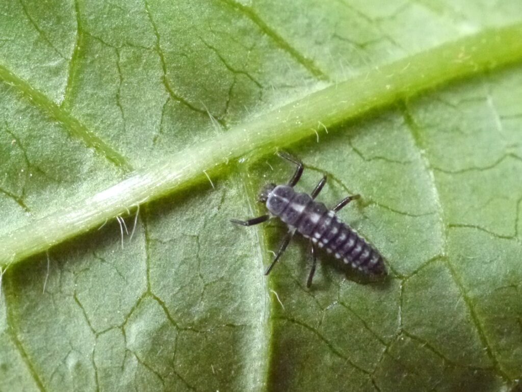 ムーアシロホシテントウ（むーあ白星天道）の図鑑 | いきもの全力図鑑