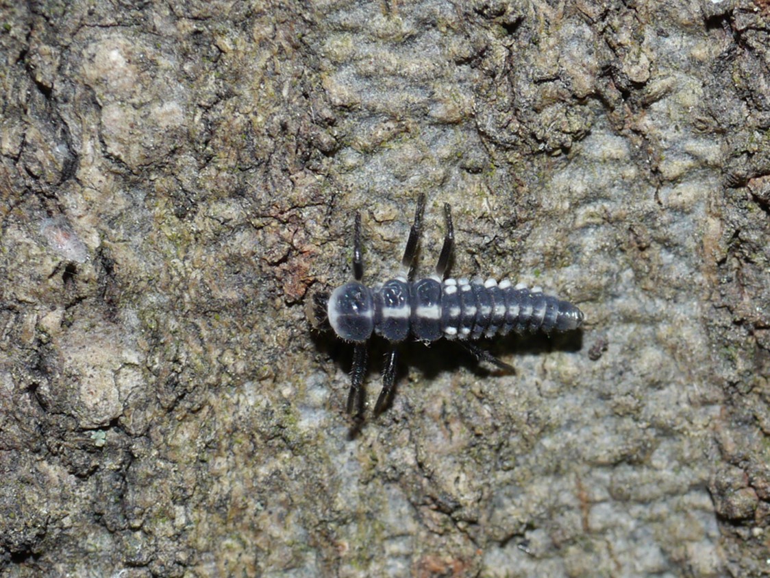 ムーアシロホシテントウ（むーあ白星天道）の図鑑 | いきもの全力図鑑